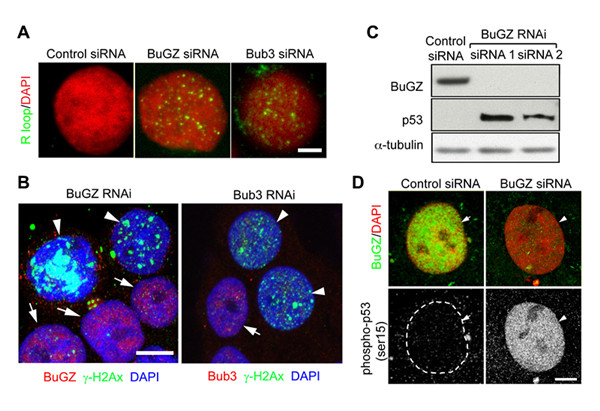 朱学良研究组发现有丝分裂调节因子参与信使RNA剪接加工--中国科学院分子细胞科学卓越创新中心